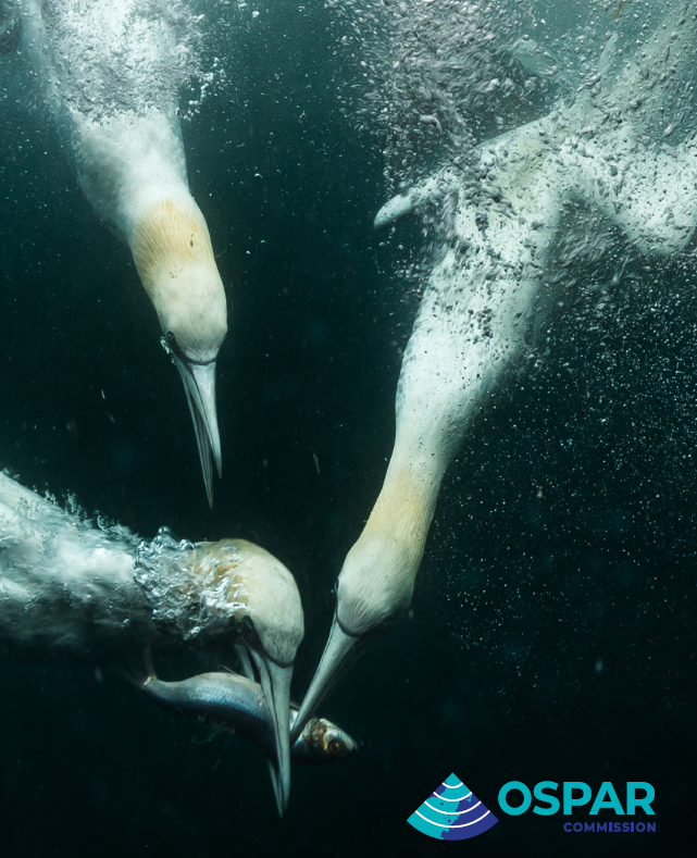 MPAs in areas beyond national jurisdiction | OSPAR Commission