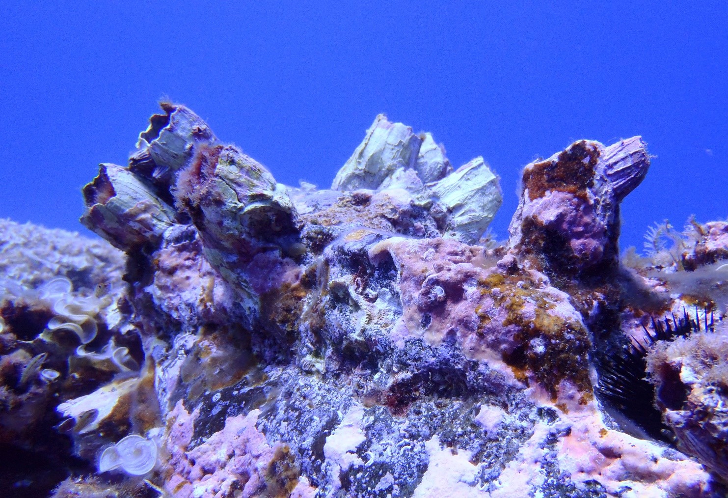 Fish | OSPAR Commission