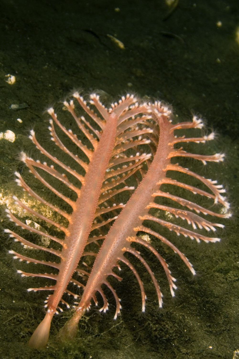 Habitats | OSPAR Commission