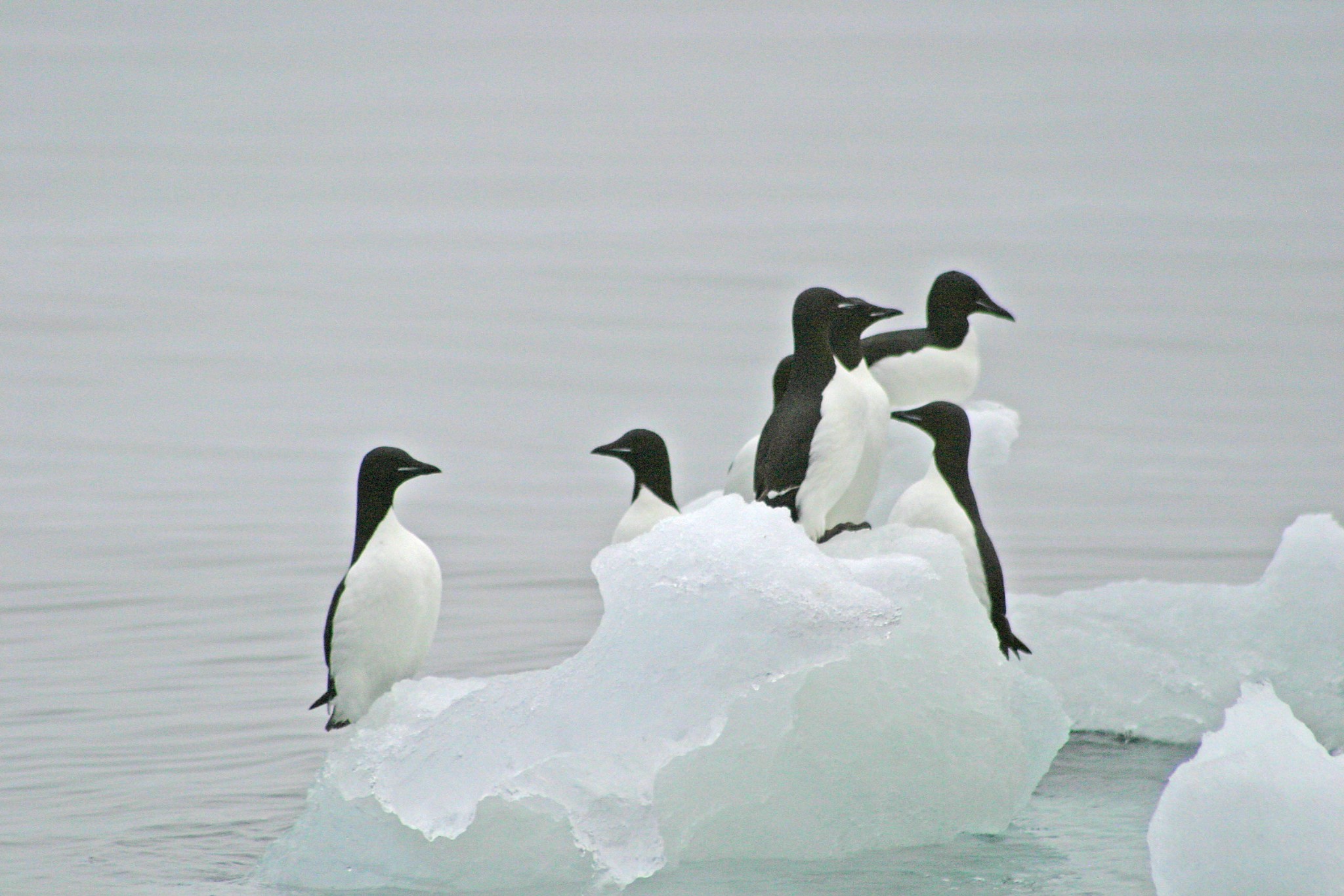 Thick-billed murre | OSPAR Commission