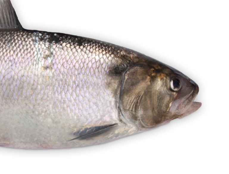 Allis shad | OSPAR Commission