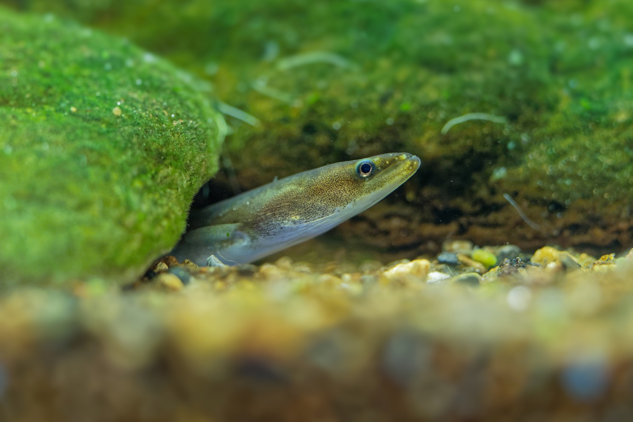 European eel | OSPAR Commission