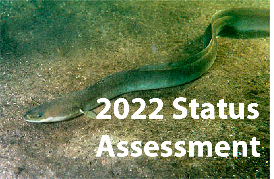 European eel | OSPAR Commission
