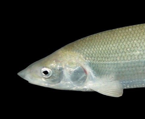 Houting | OSPAR Commission