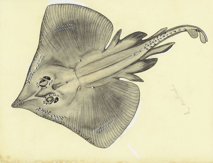 Common Skate | OSPAR Commission