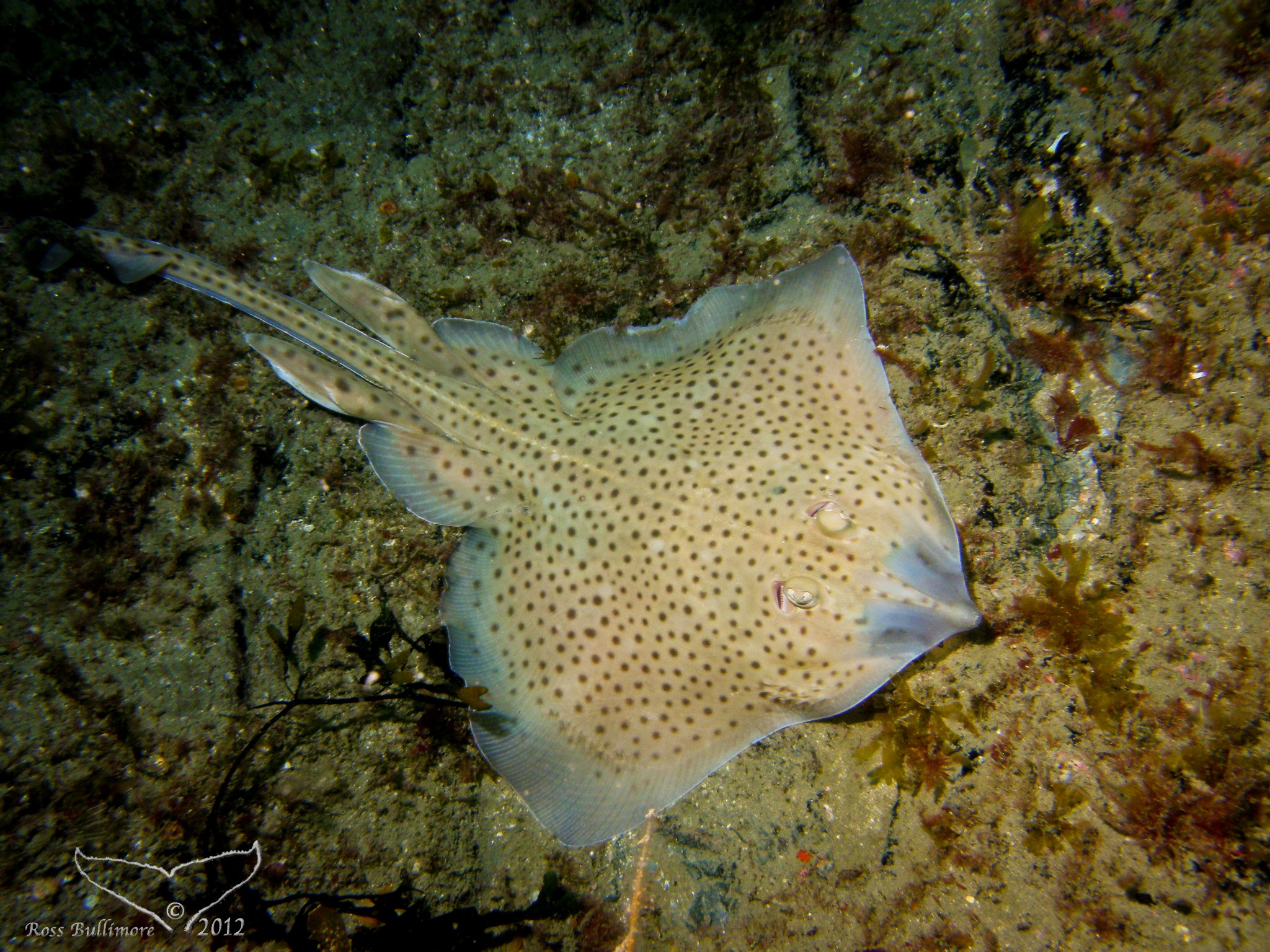 Spotted Ray | OSPAR Commission