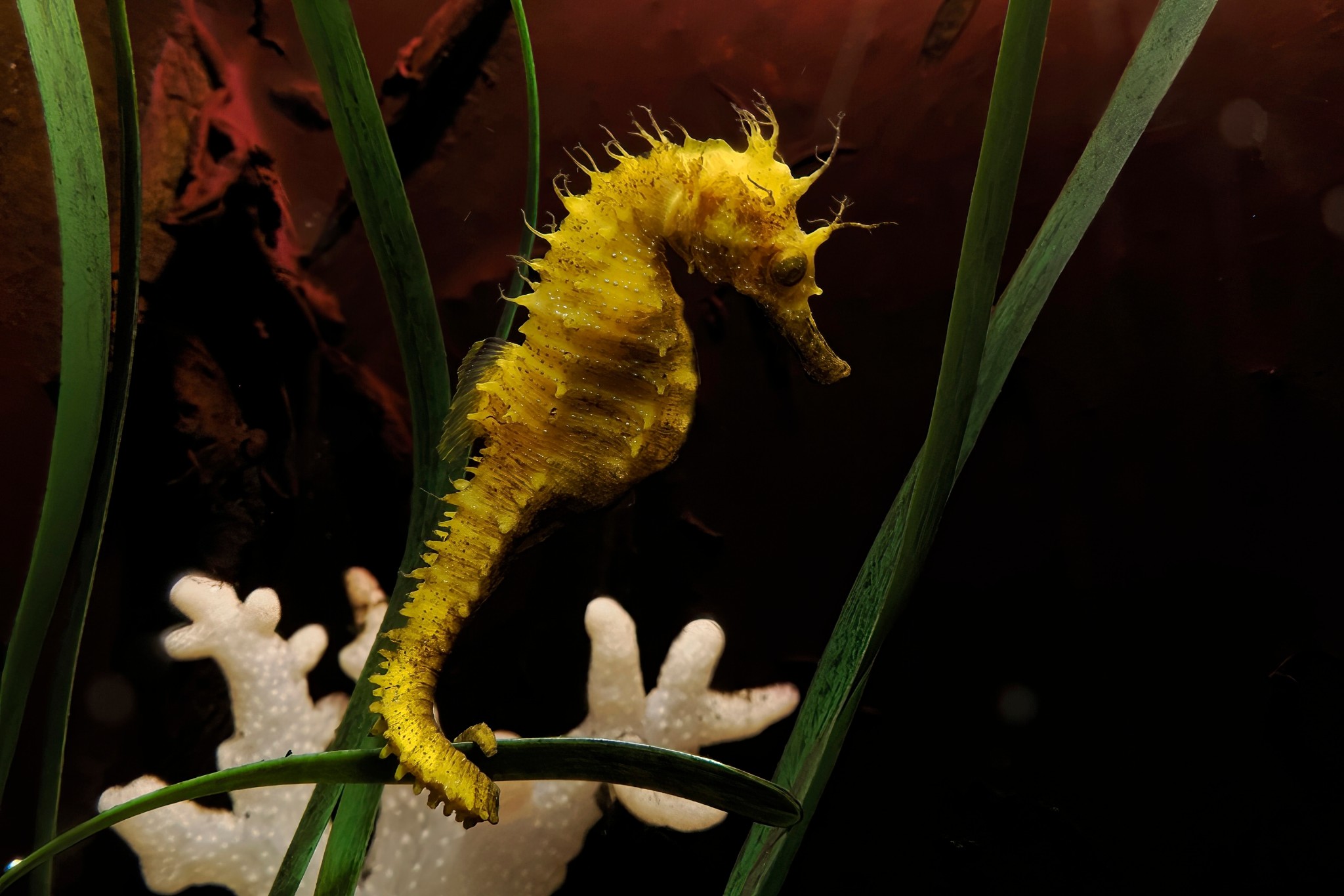 Long-snouted seahorse | OSPAR Commission