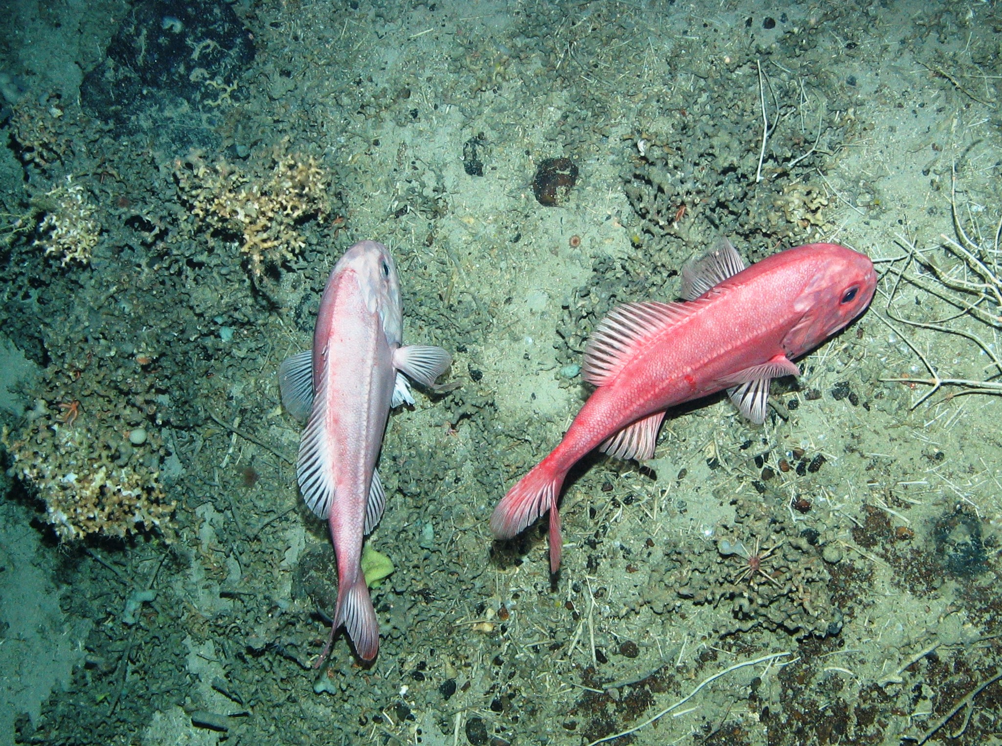 Orange roughy | OSPAR Commission