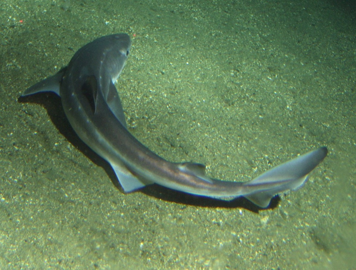 Spurdog | OSPAR Commission