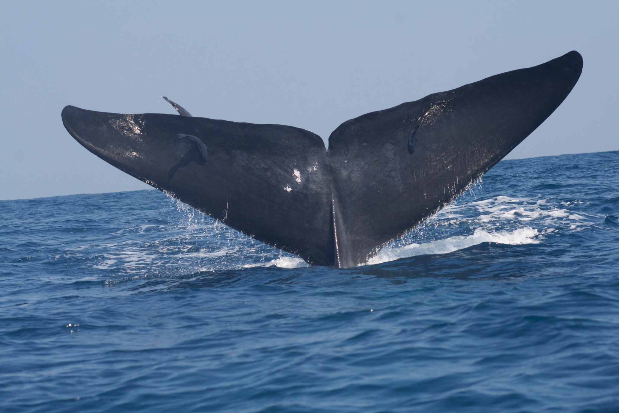 Blue whale | OSPAR Commission