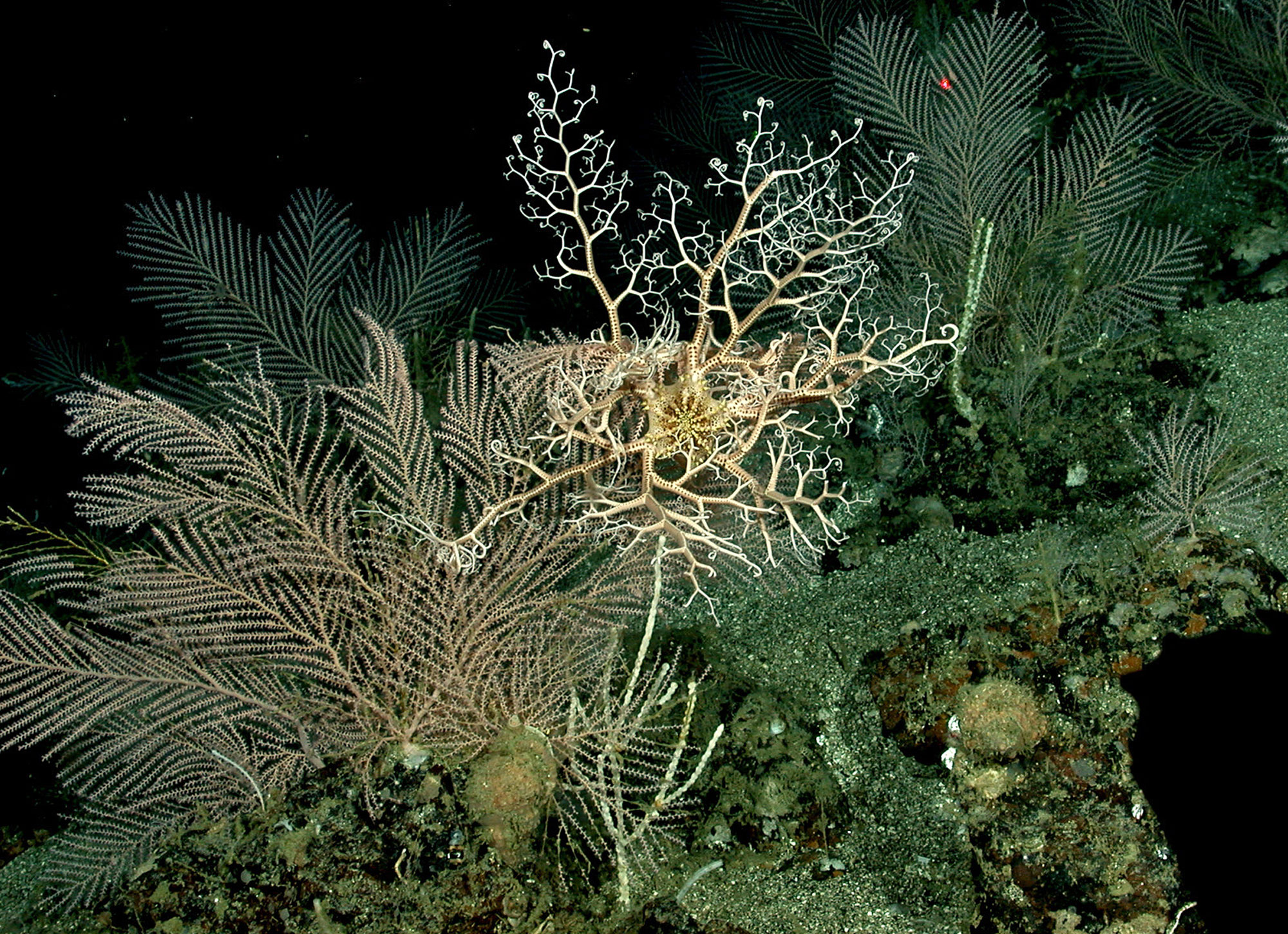Coral Gardens | OSPAR Commission