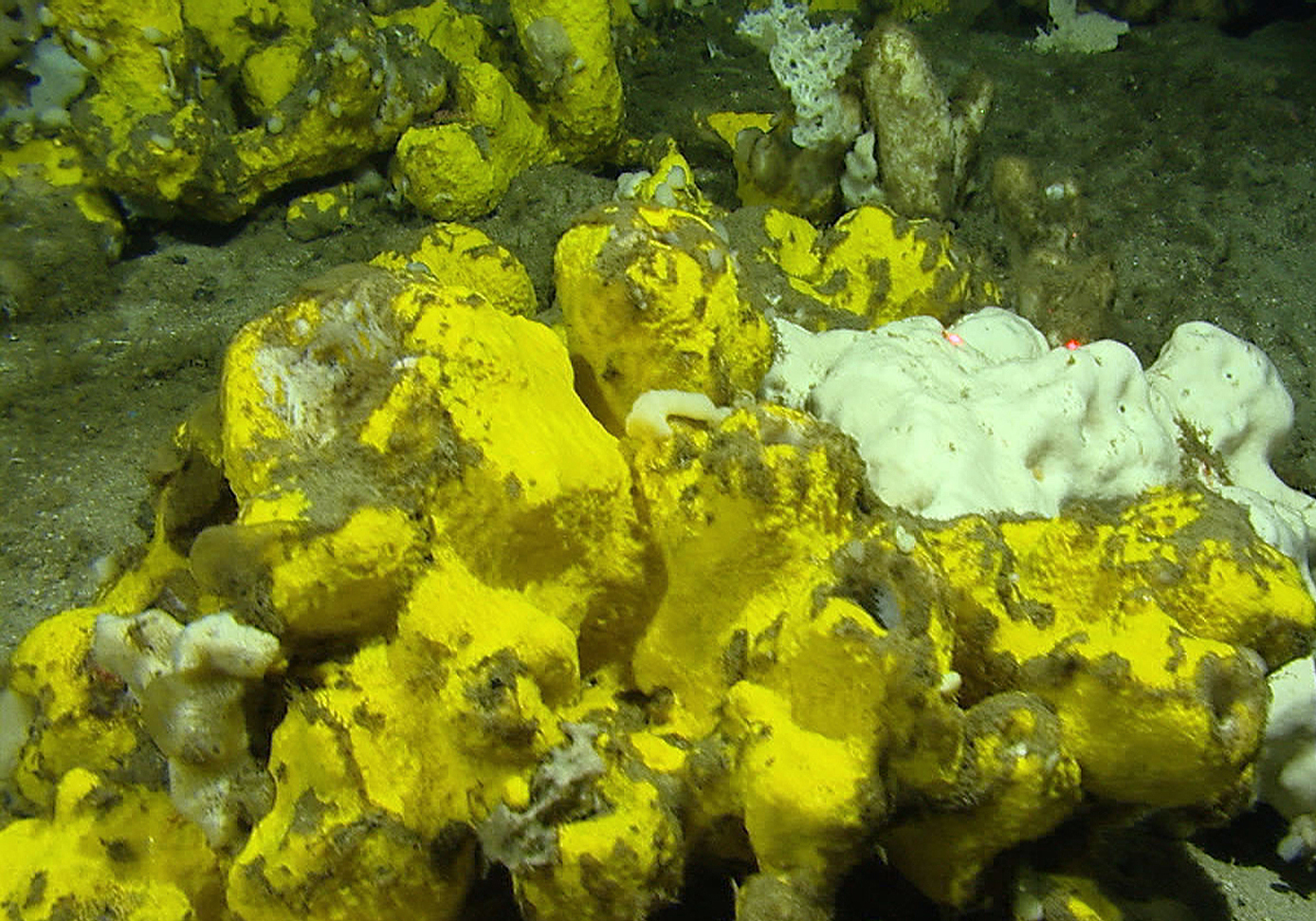 Deep-Sea Sponge Aggregations | OSPAR Commission