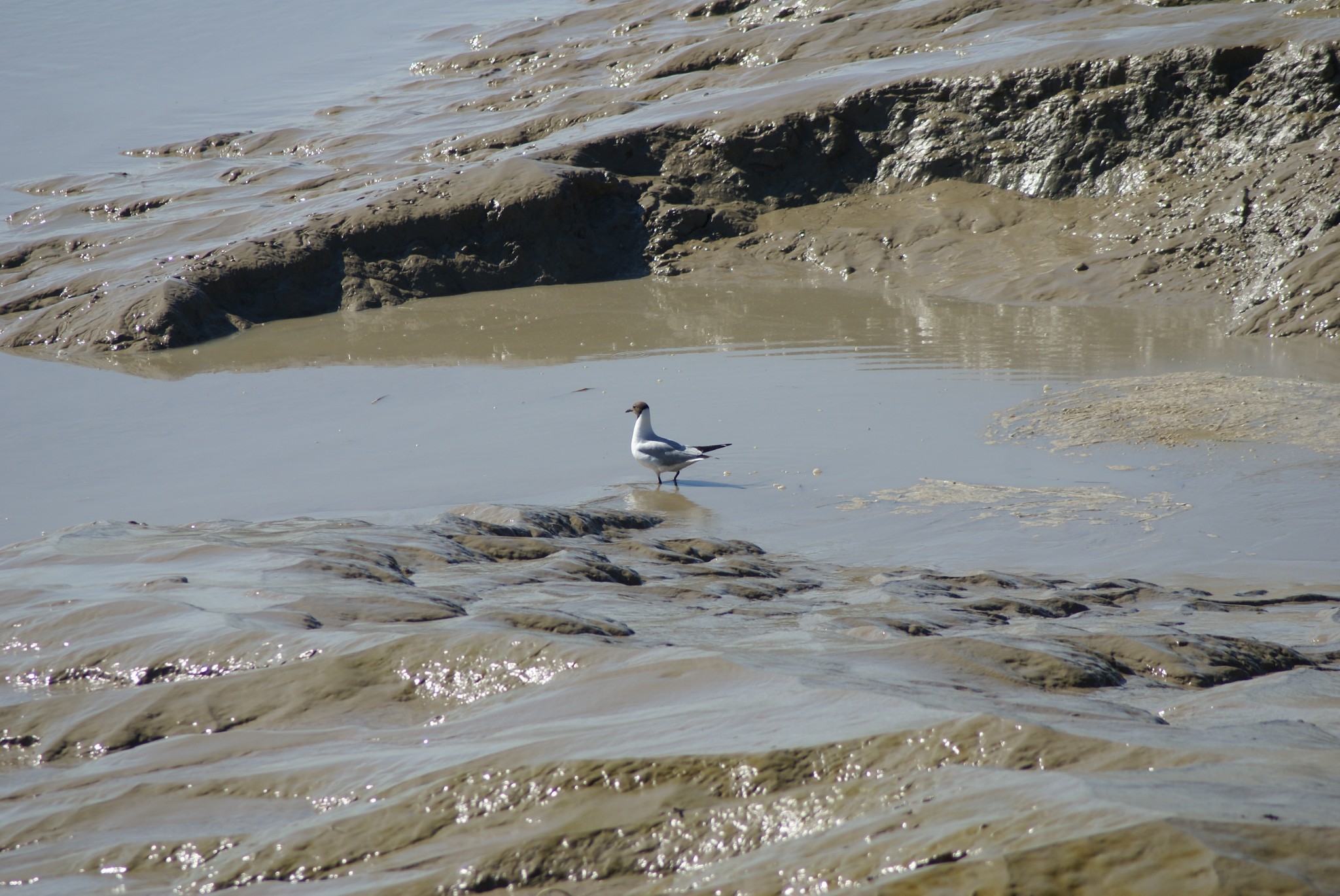Intertidal Mudflats | OSPAR Commission