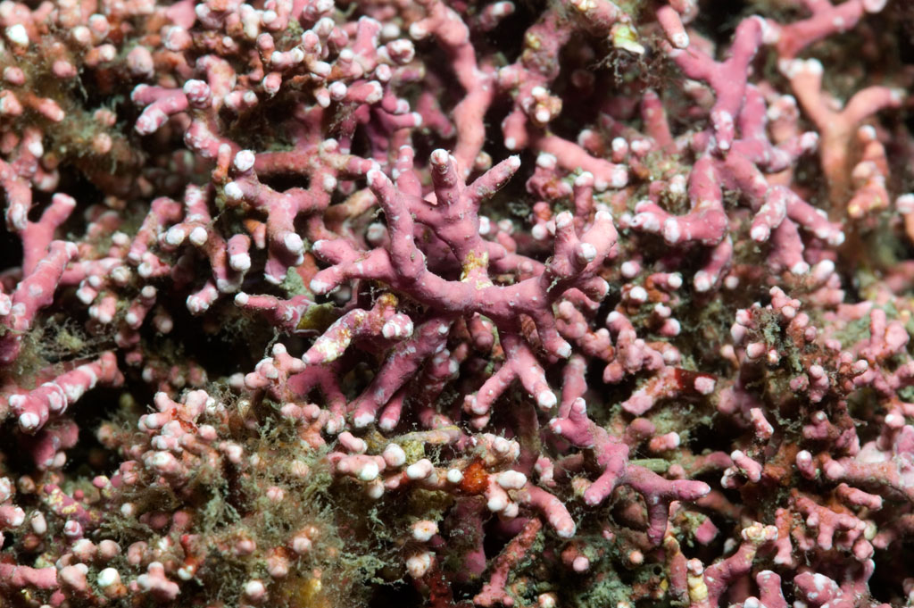 Maerl Beds | OSPAR Commission