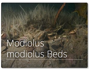Modiolus modiolus beds | OSPAR Commission