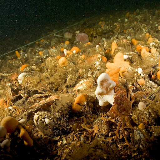 Modiolus modiolus beds | OSPAR Commission