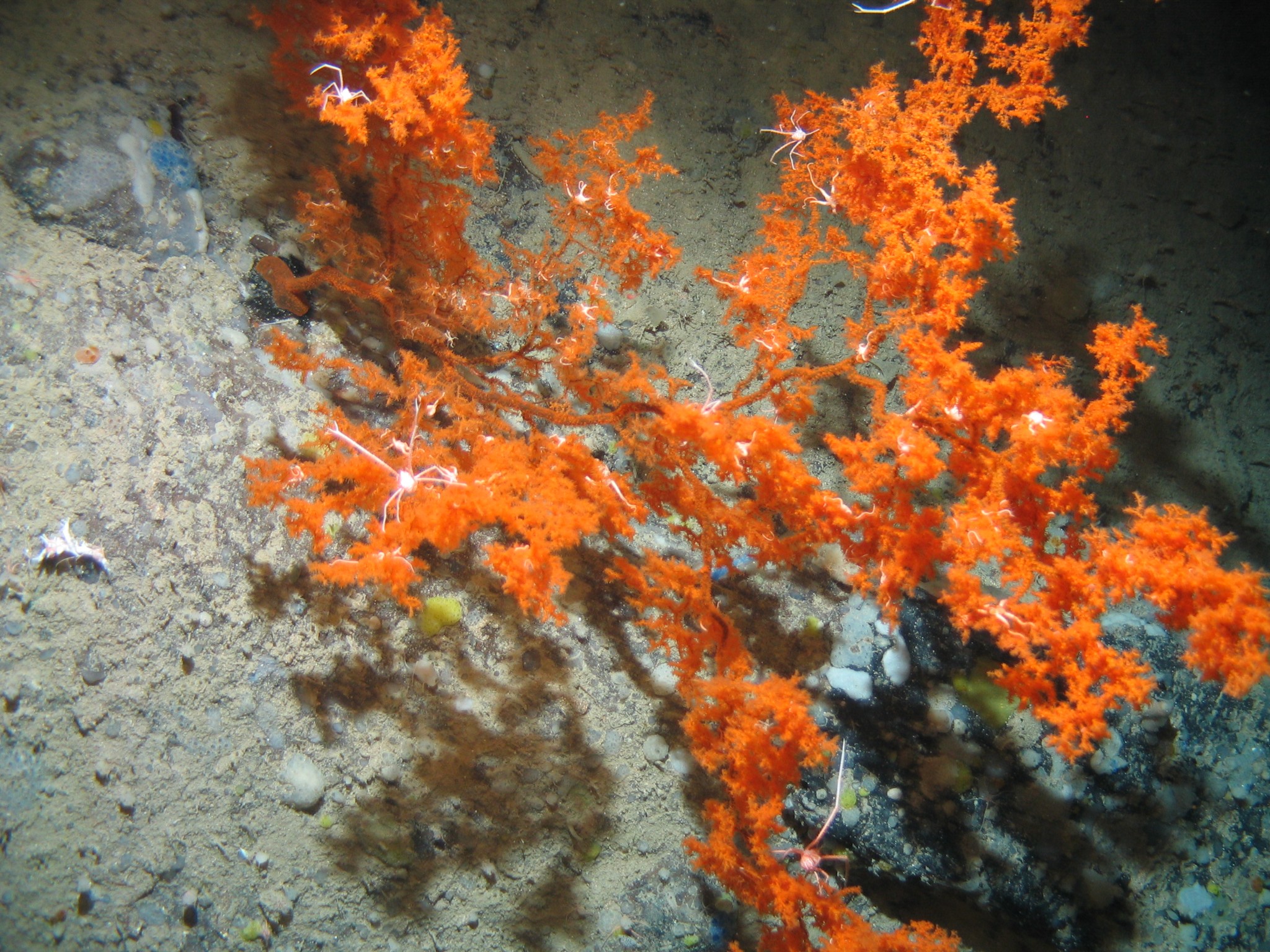 seamount description
