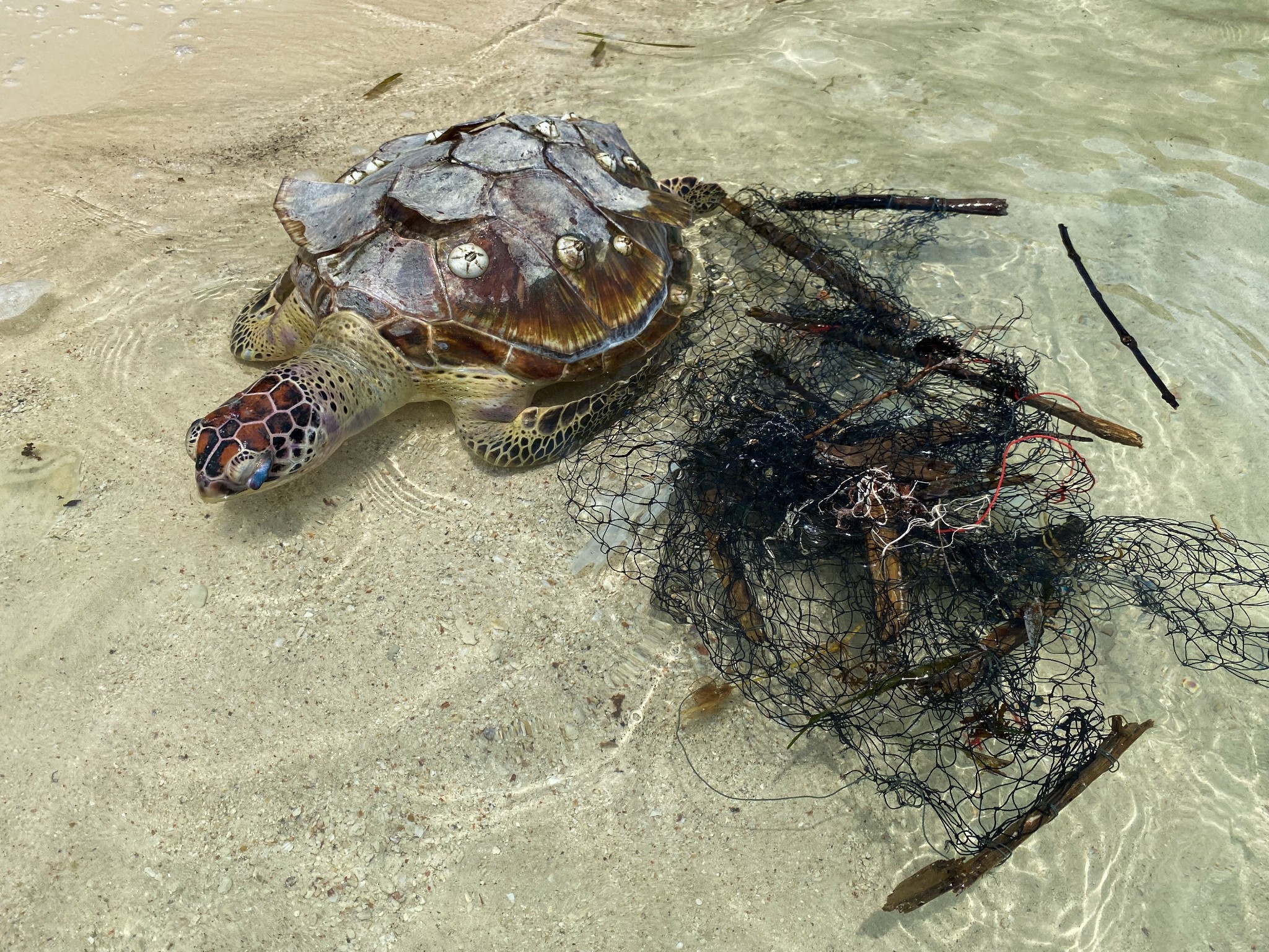 B.4.6 To understand the main sources of entanglement of sea turtles and ...