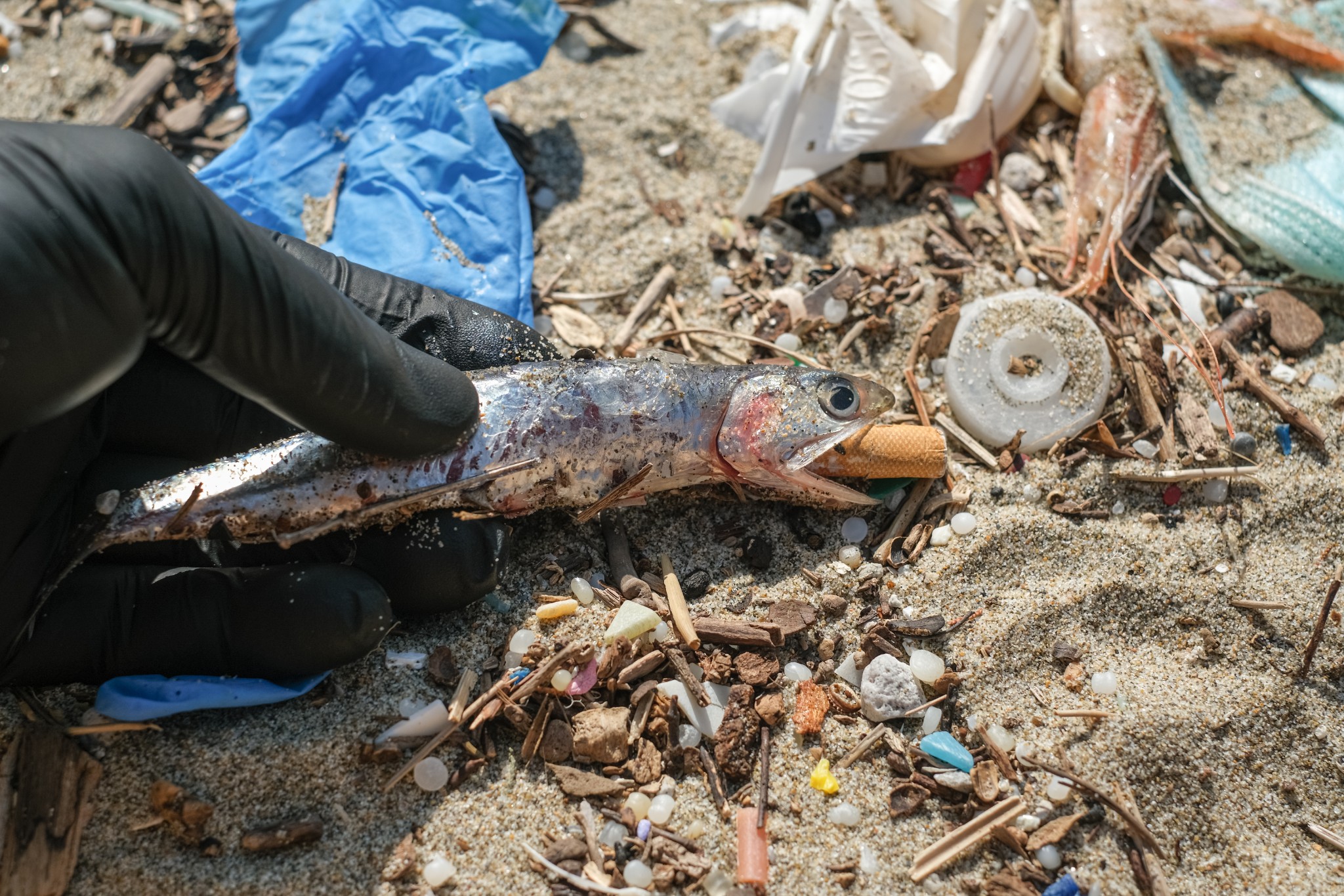 C.3.1 Improve evidence base on harm in relation to marine litter ...